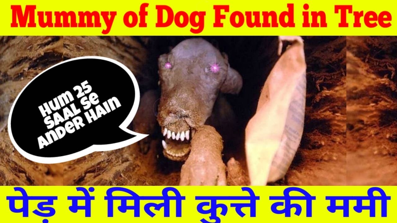 Mummy of Dog Found in Tree | पेड़ में मिली कुत्ते की ममी # ...
