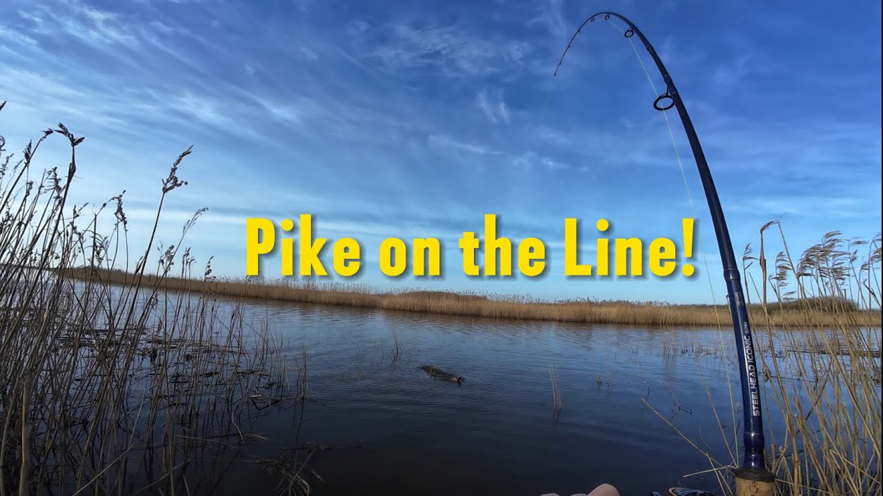 Spring Pike Fishing | Windy Day but Found the Fish 🎣 - YouTube