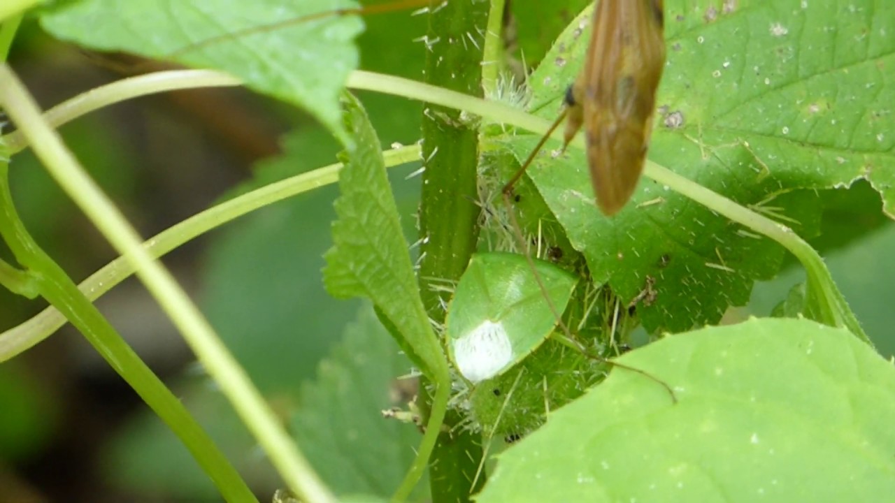 Crane Fly (Mosquito Hawk) and Green & Green Stink Bug Insects in the ...