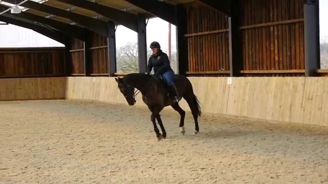 Dressage Practice Test BD Prelim 13 - YouTube