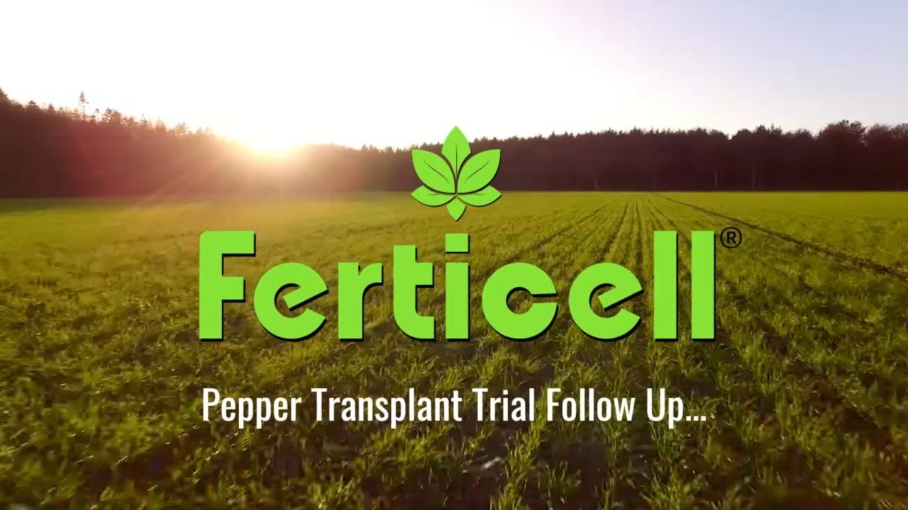 Ferticell vs. Fish Fertilizer Pepper Transplant Trial in Brighton, CO ...