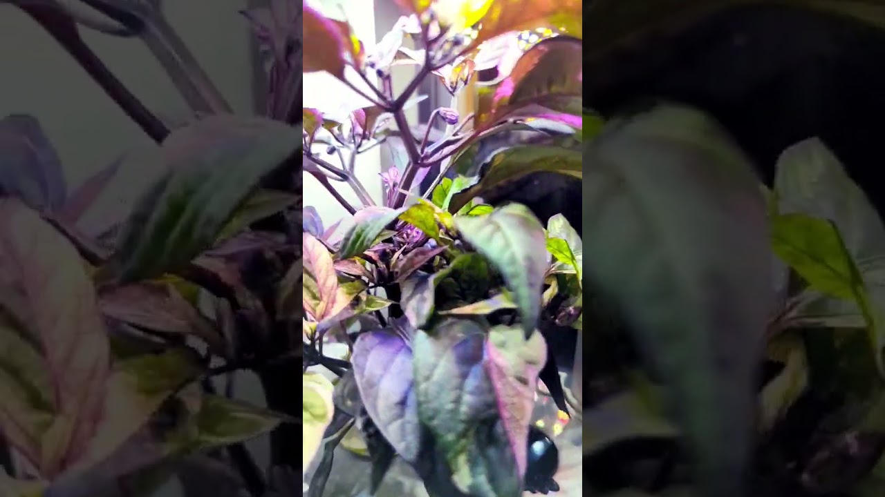 Purple Super Hot Peppers in Aerogarden Harvest #shorts - YouTube