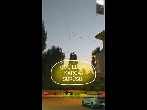EN GÜZEL ŞARKI EŞLİĞİNDE | GÖÇ  EDEN KARGA SÜRÜSÜ  MÜTHİŞ GÖRÜNTÜLER