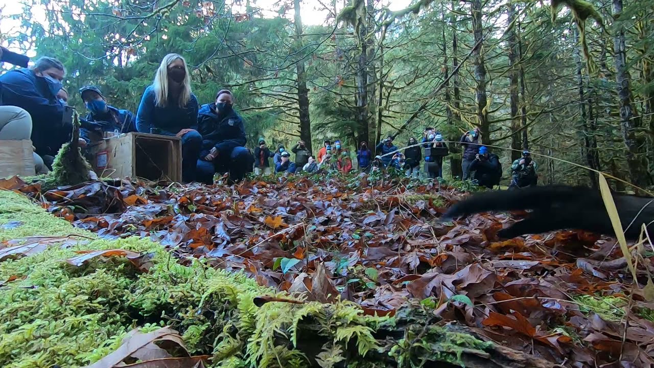 Helping to Restore Endangered Fishers to Washington State - YouTube