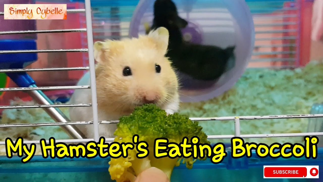 My hamsters cute reaction while eating broccoli for the first time! # ...