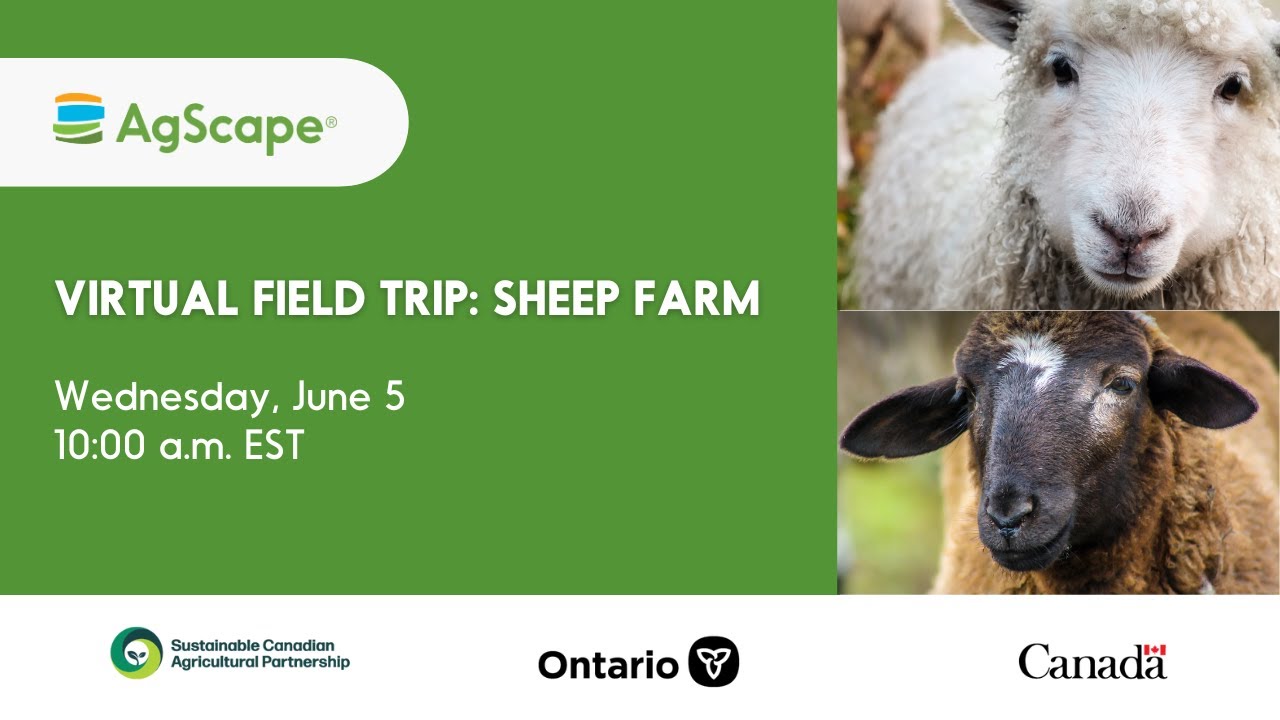 Virtual Field Trip: Sheep Farm - YouTube