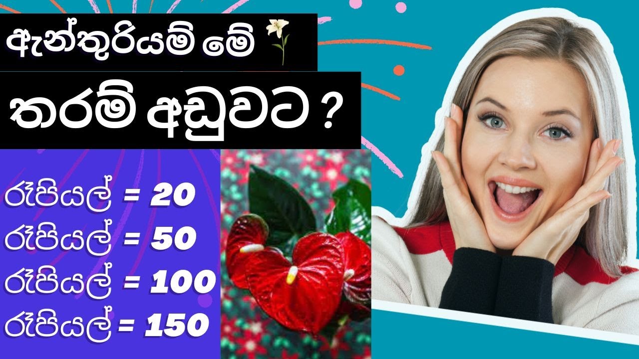 ඇන්තූරියම් අලුත්ම වර්ග හා ඒවාගේ මිල ගනන් | How to grow anthurium | Low ...