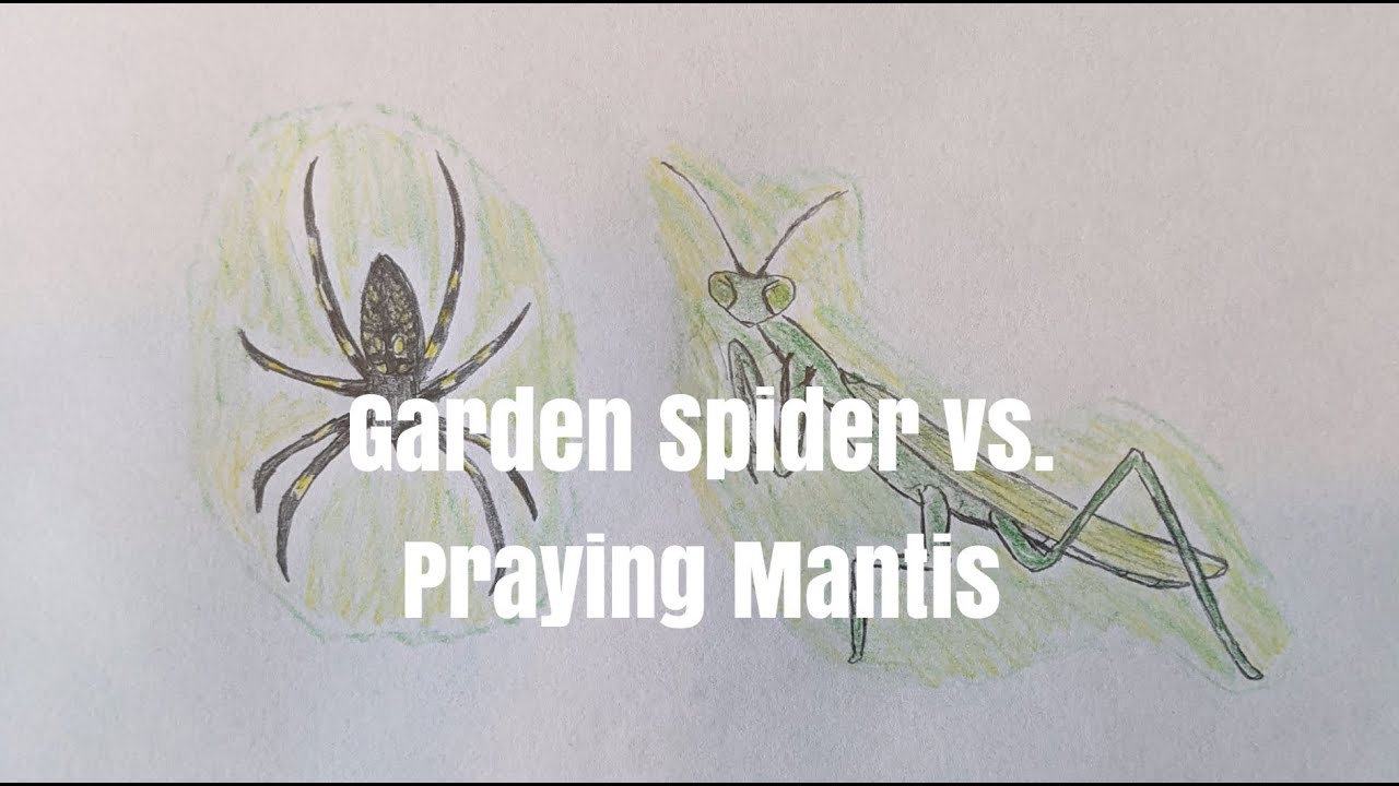 Garden Spider vs. Praying Mantis - YouTube