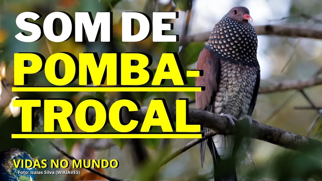 Som de Pomba-trocal / Patagioenas speciosa (Vidas No Mundo) - YouTube