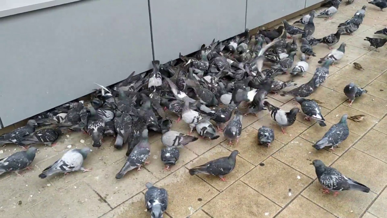 pigeon porridge - YouTube