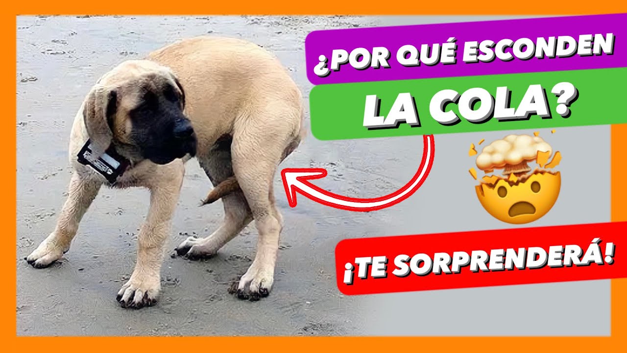 Por Qué Mi Perro Camina Hacia Mis Piernas