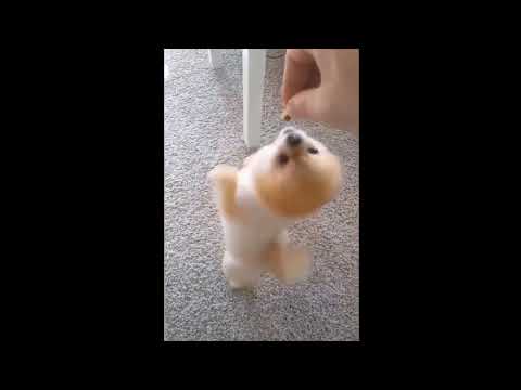 Fluffly Pomeranian Dog Walking In Two Legs (FUNNY) #Shorts #Dog #Funny