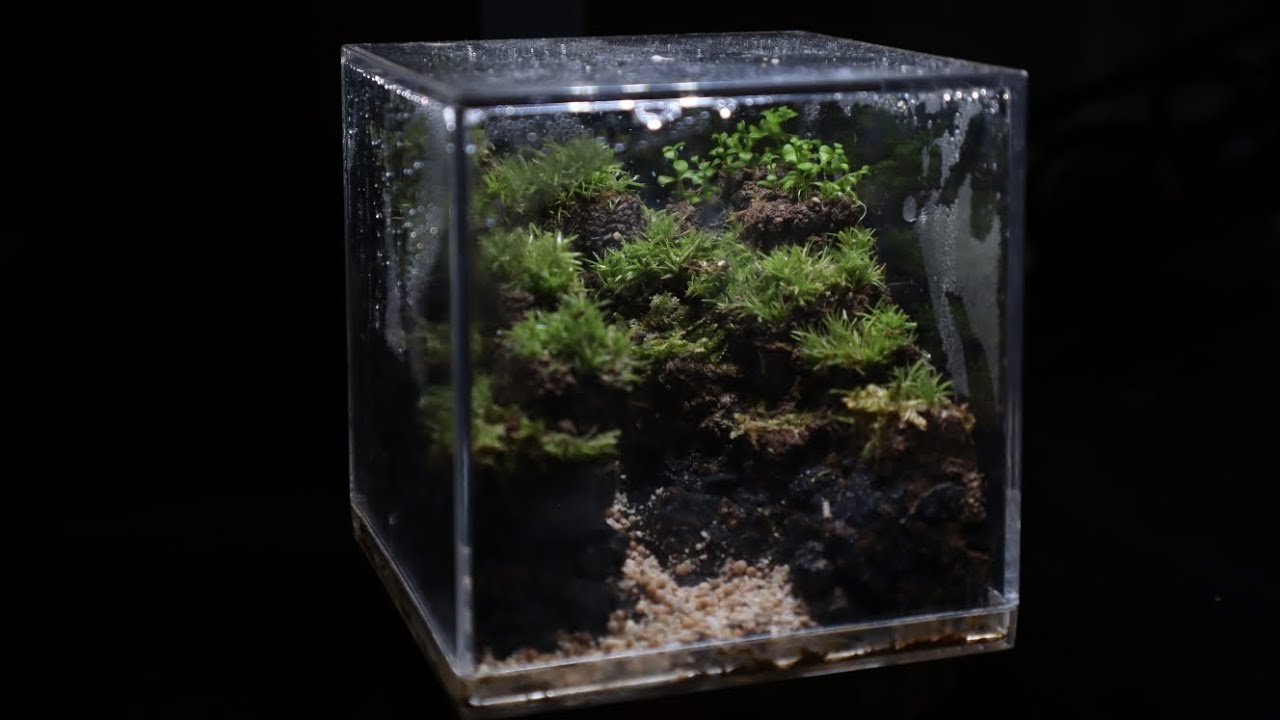 The Minecraft World Terrarium - Simple Terrarium Build pt.3 - YouTube