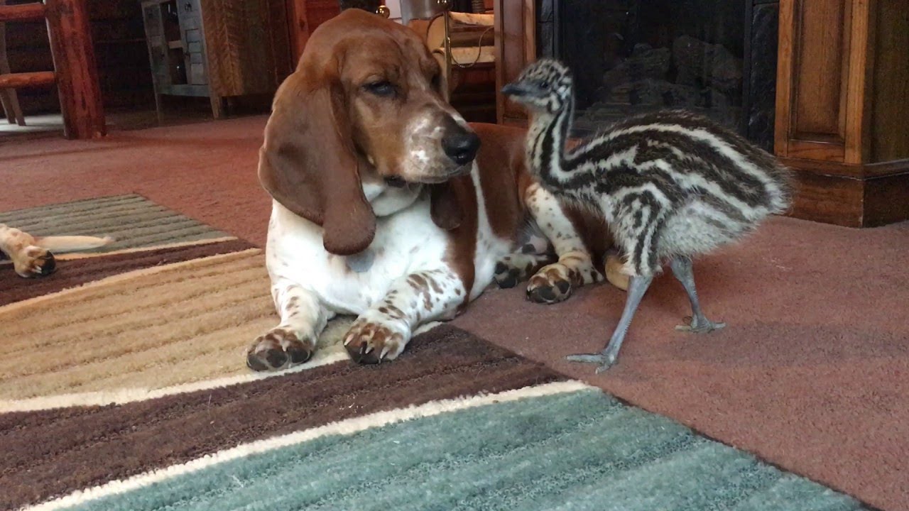 Baby Emu Playing With Basset Hounds || ViralHog - YouTube