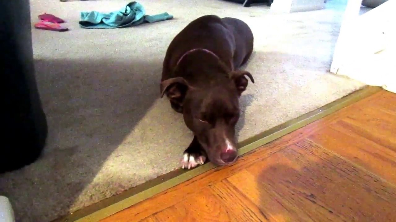 doggie interview (go on subtitles to see what the dog says back) - YouTube