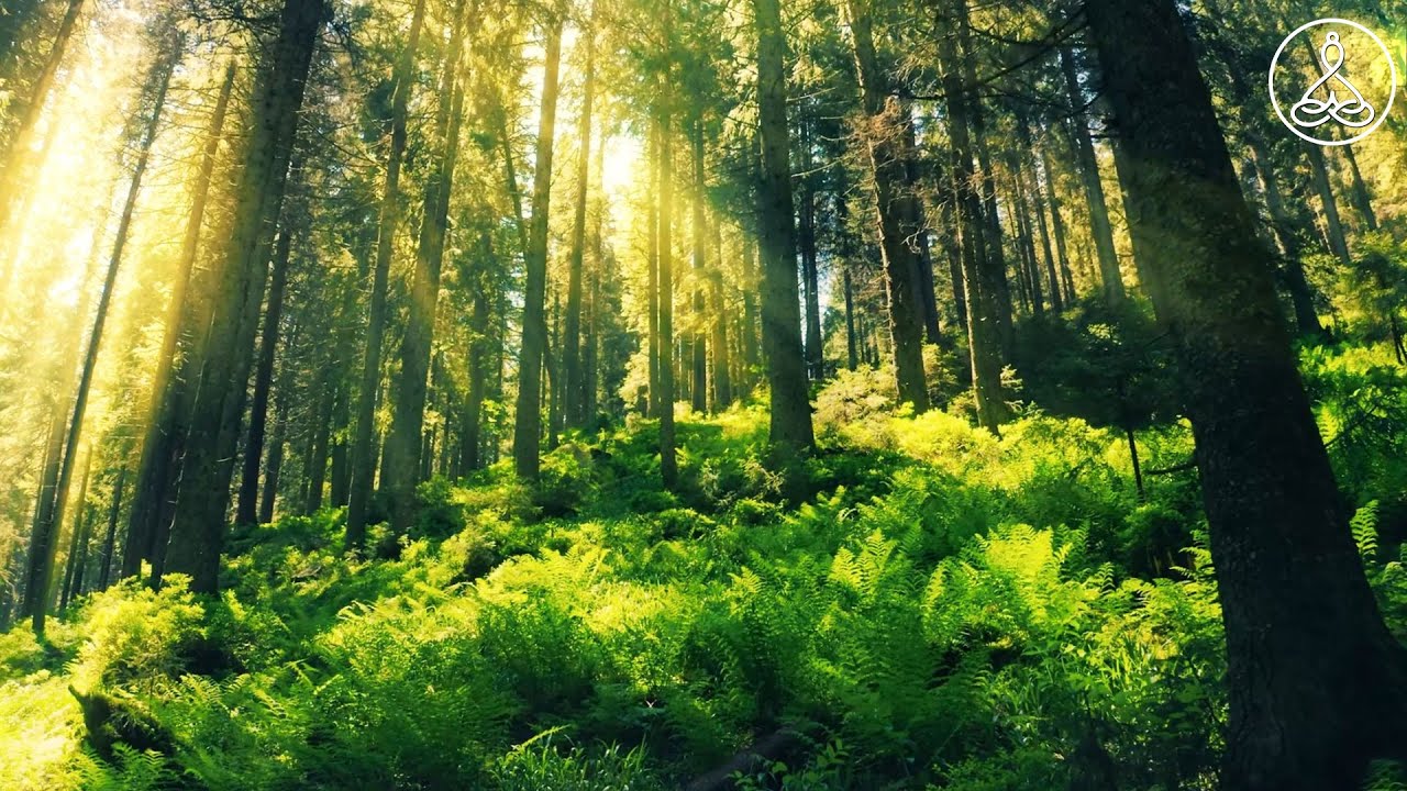 GENTLE MUSIC TO CALM YOUR NERVOUS SYSTEM, SOOTHE YOUR SOUL🌿 RELAX ...