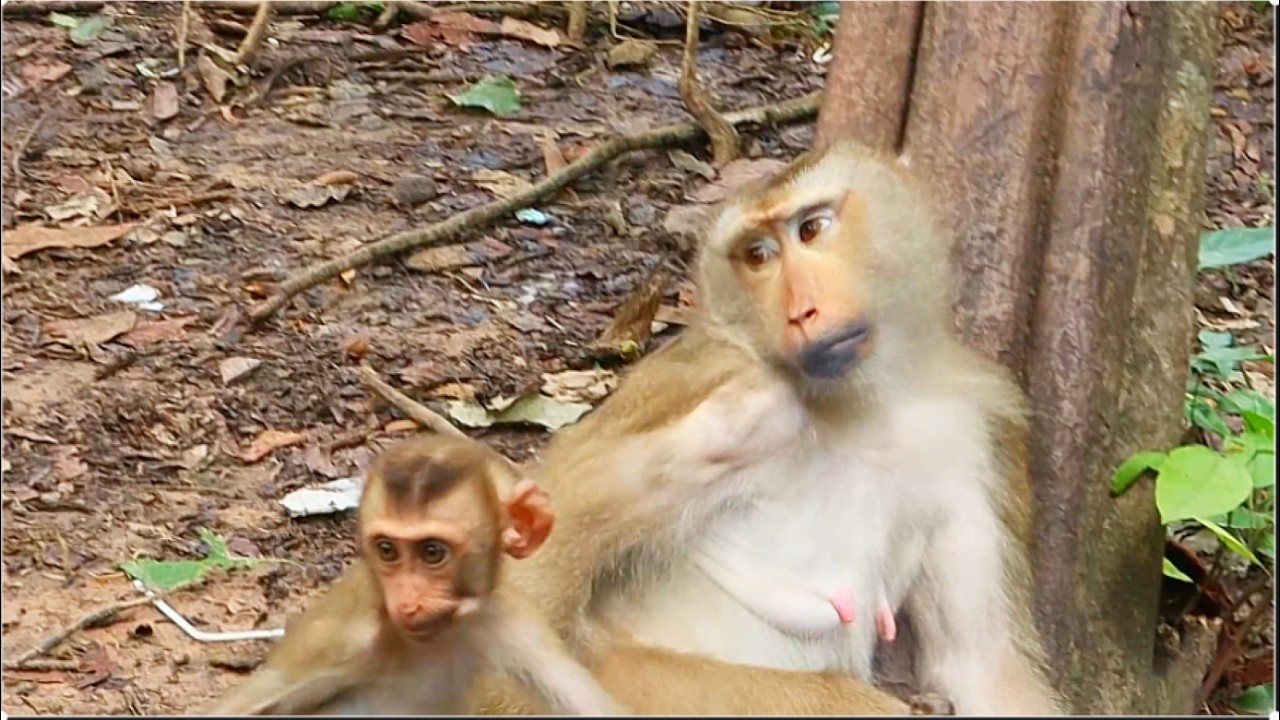 Poor monkey MiLa walking to meet Libby and Sovany - YouTube