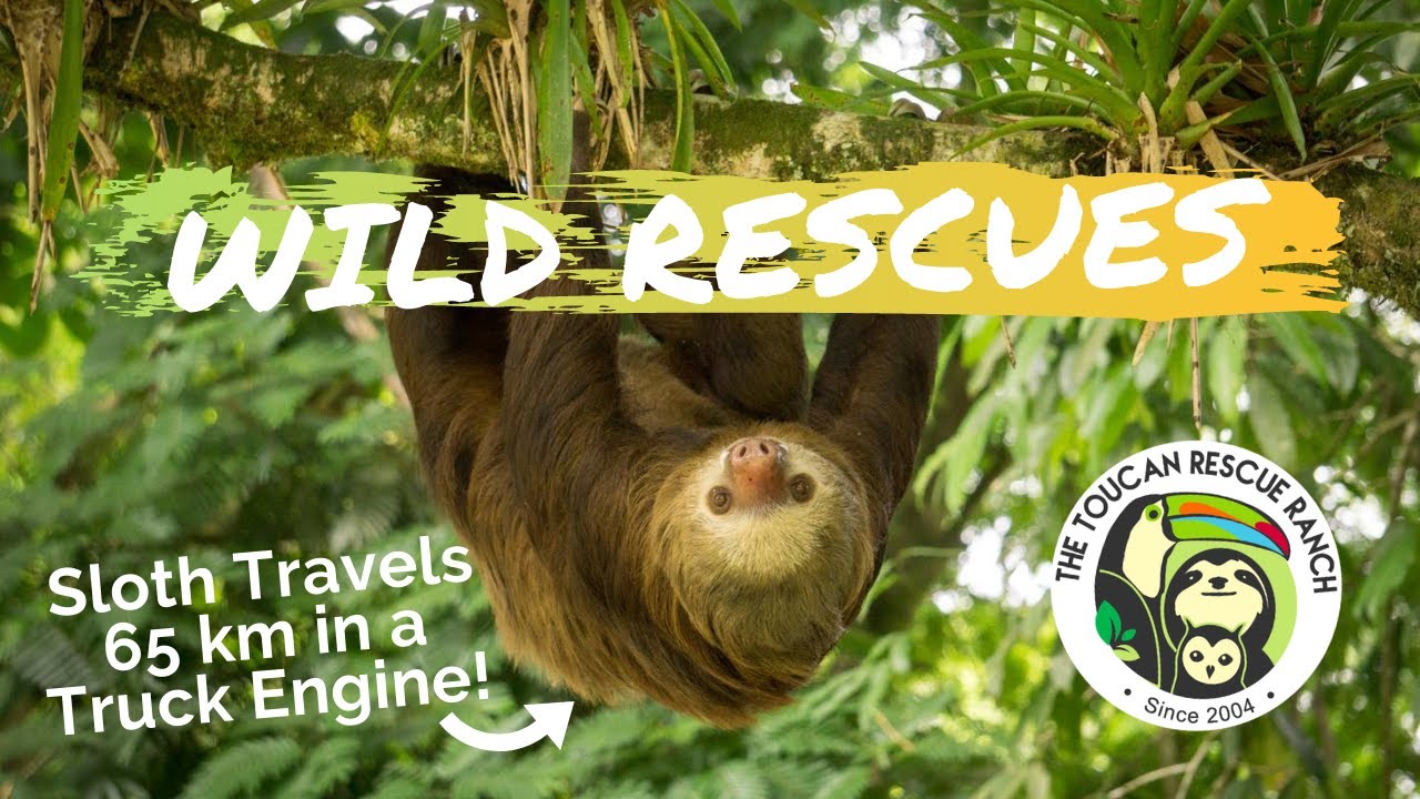 WILD RESCUES: Sloth Travels 65 km in a Truck Engine! - YouTube