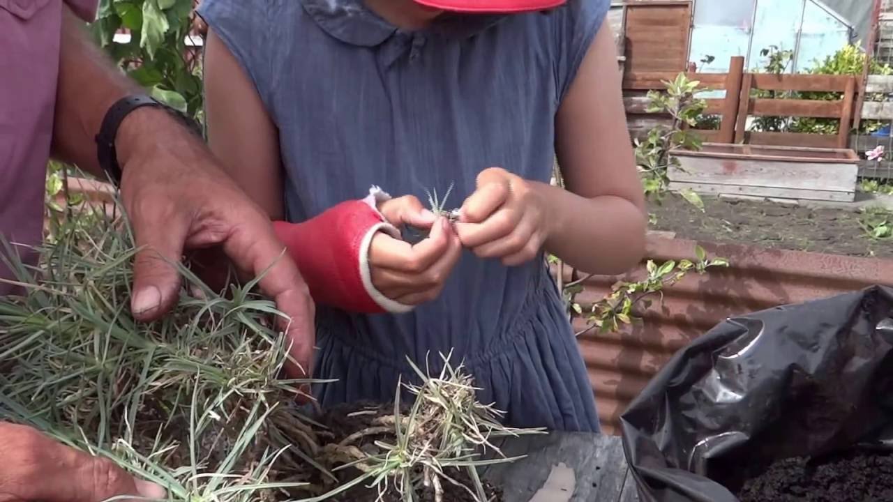 How to take Dianthus cuttings. - YouTube