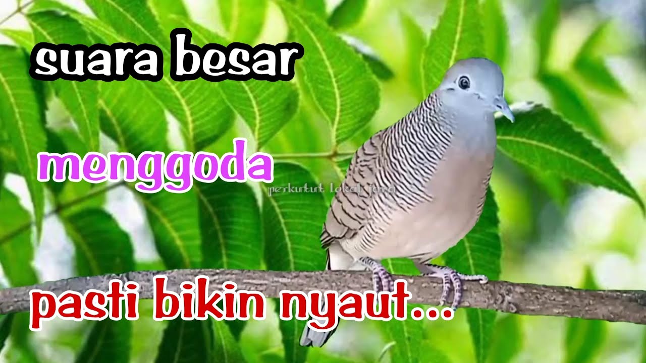 Pancingan perkutut suara besar menggoda pasti bikin nyaut - YouTube