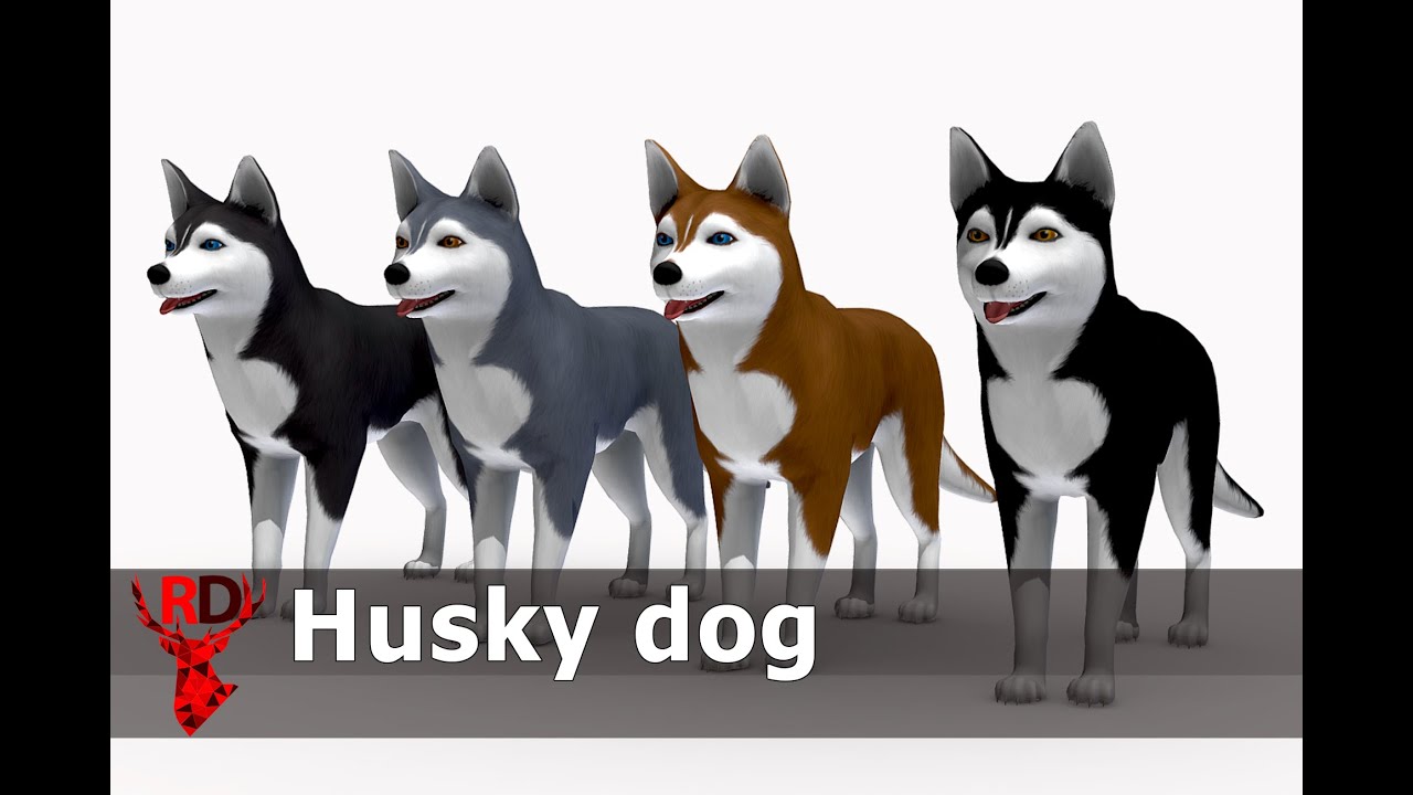 Husky dog animations - YouTube