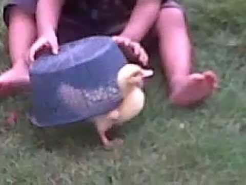 Bebek vs anak bukan motor bebek