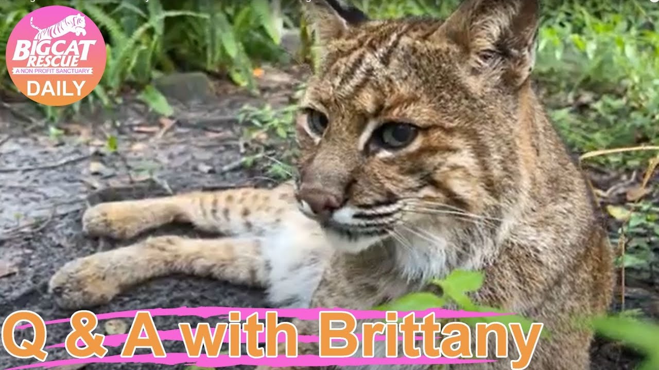 Wednesday Morning Walkabout with Brittany and some of the small cats at ...