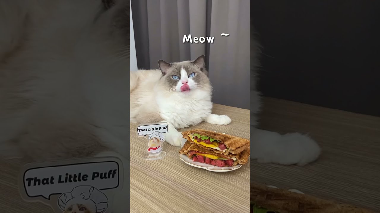 The Meow Chef | That Little Puff (May 16) - YouTube