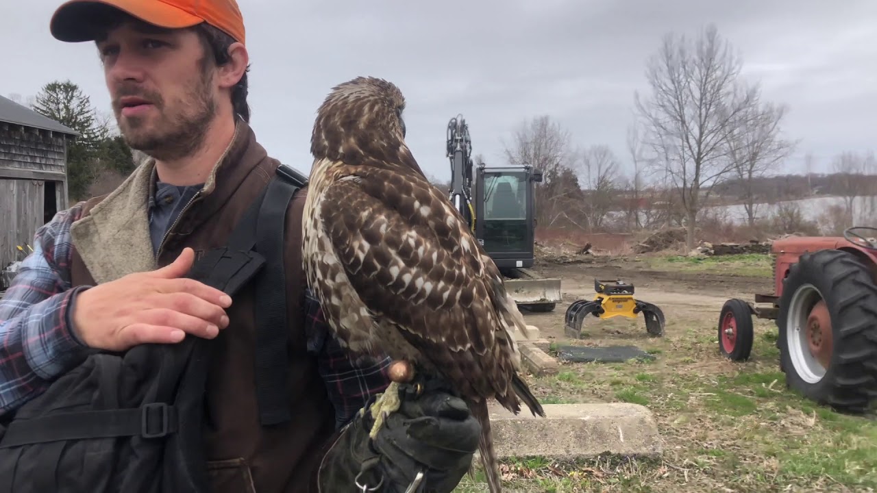 The Ancient Sport of Falconry meet our Red Tailed Hawk - YouTube