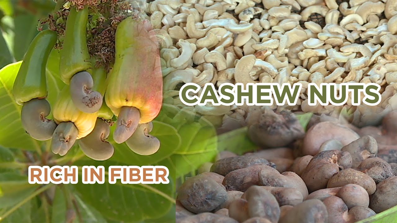 CASHEW NUTS | KASOY : Paraan ng pagbiyak ng buto at ang benepisyo ng ...