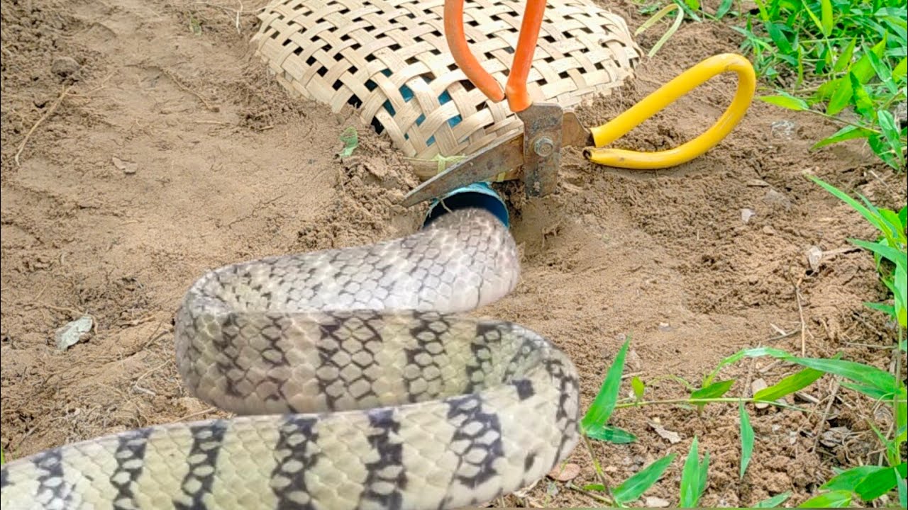 A traditional snake trap designed and built by a skilled hunter - YouTube