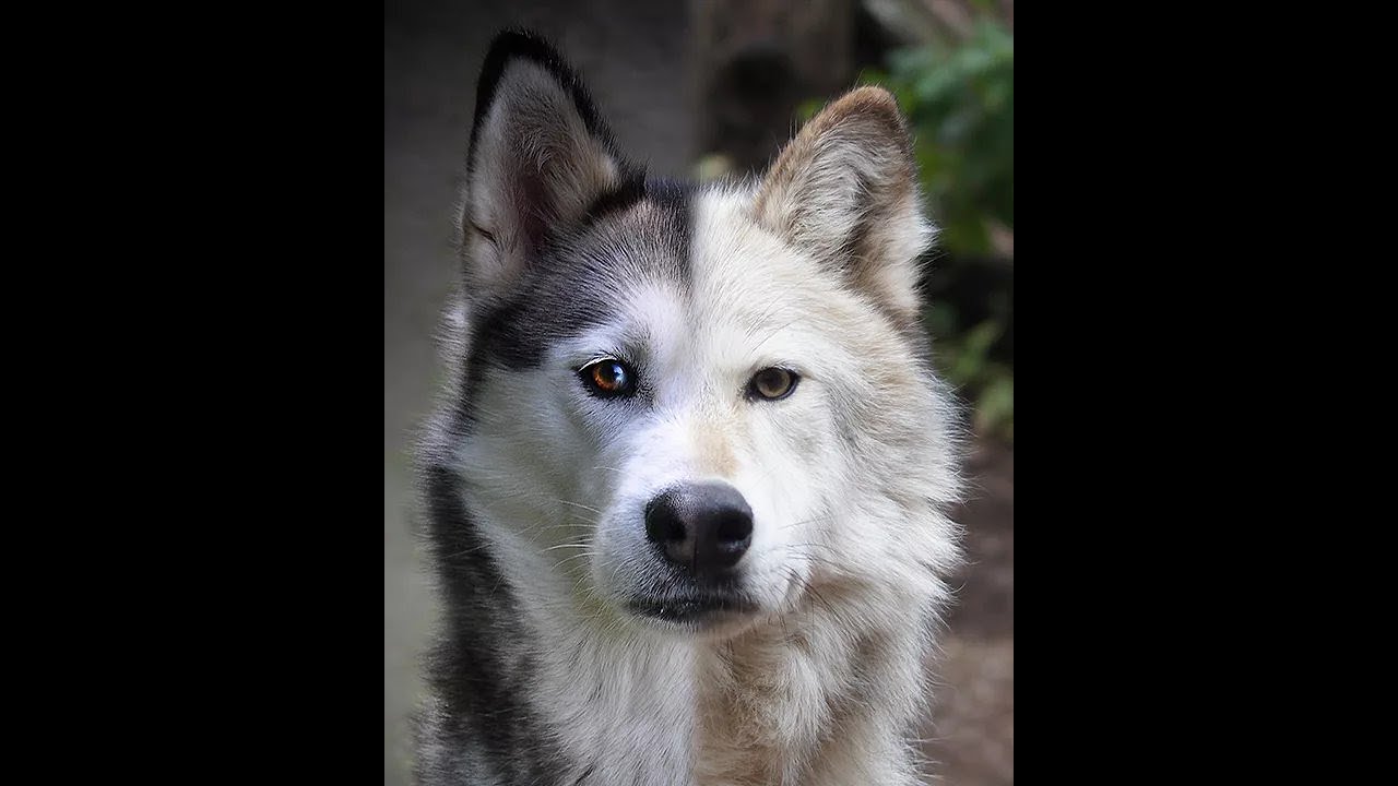 From Wild to Beloved: The Evolution of Dogs as Man's Best Friend - YouTube