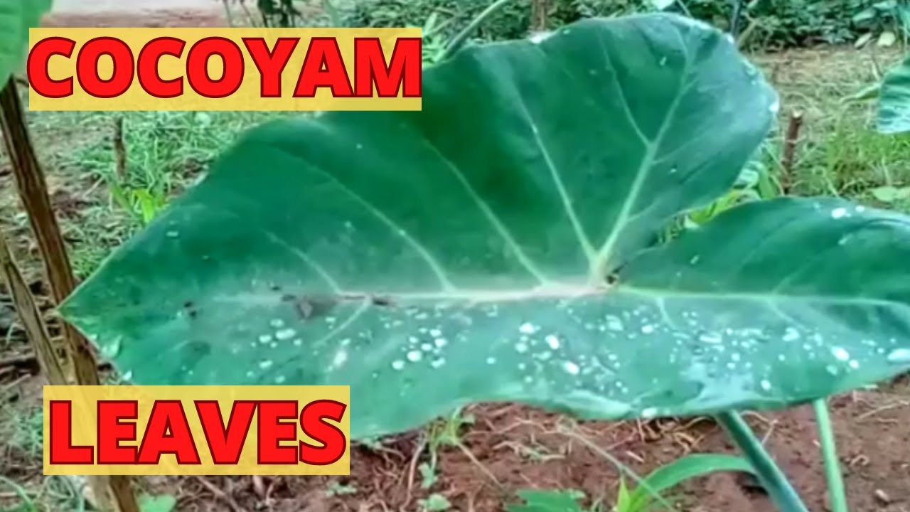 Cocoyam And Cassava Garden (Nature With Kafui) - YouTube