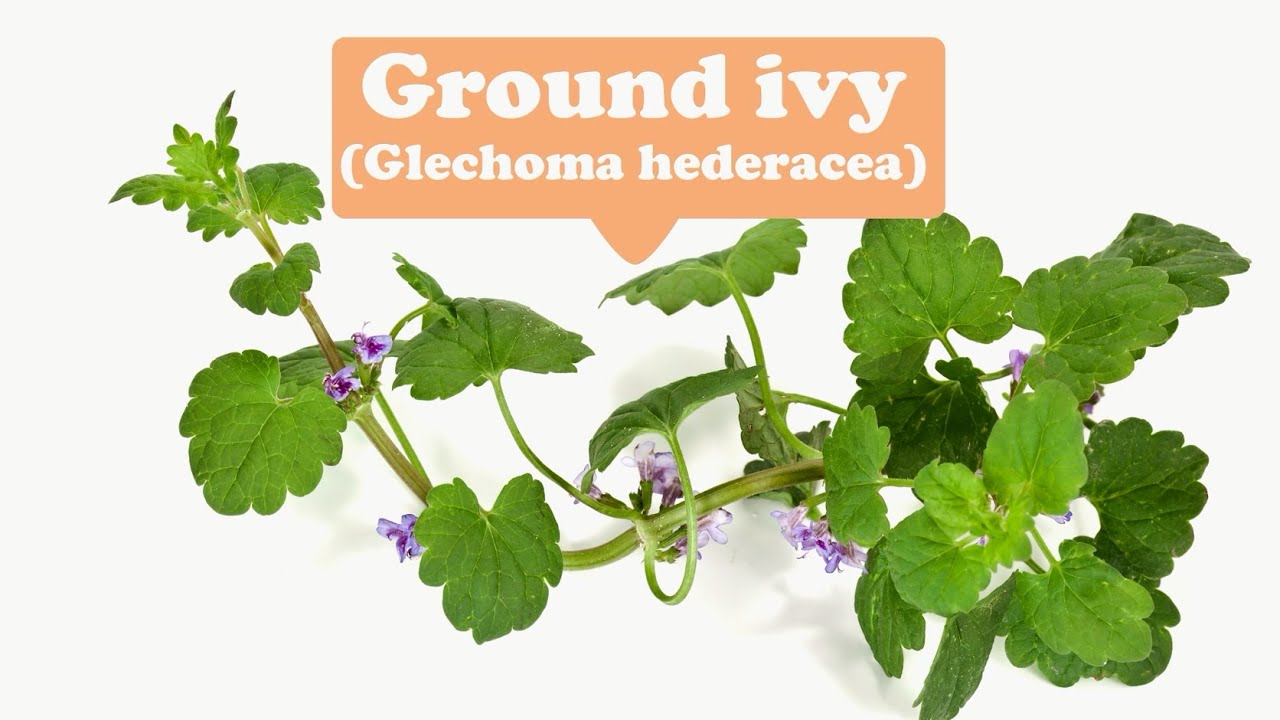 Wedded Love, Fidelity, Friendship, Affection--Ground ivy - YouTube