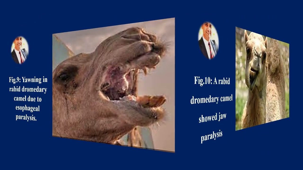 Camel Rabies Disease / مرض السعار فى الجمال - YouTube