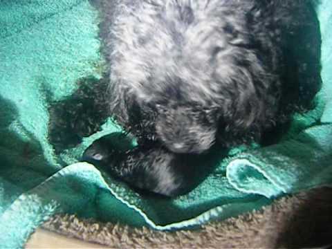 (SUPER CUTE PUPPIES) TOY POODLE GIVING BIRTH - PREGNANCY EDUCATIONAL ...