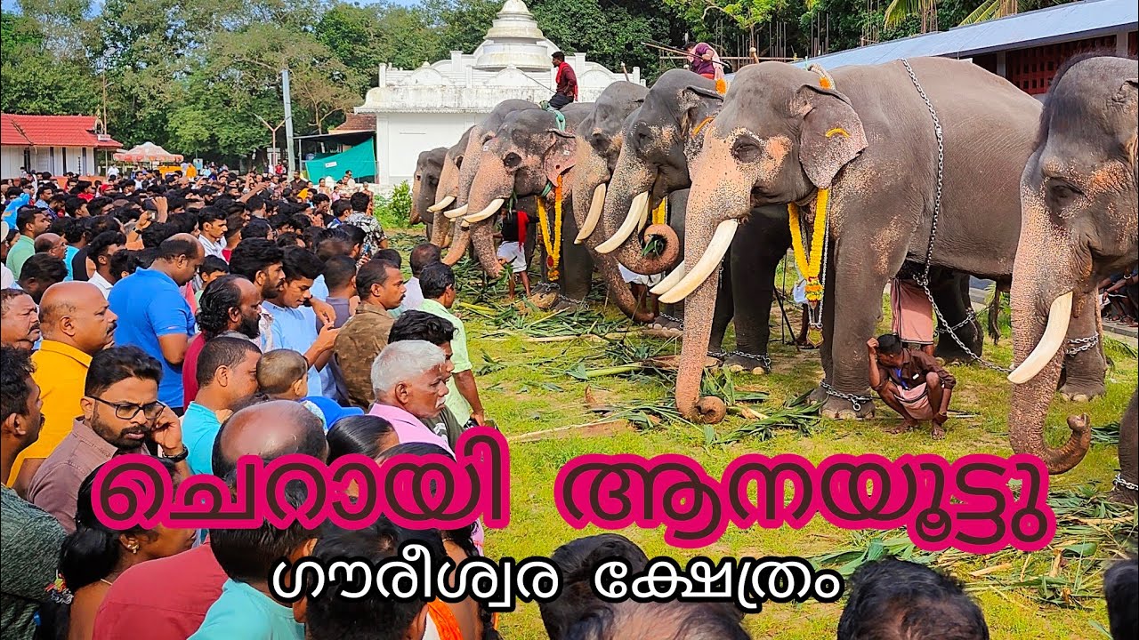 Cherai Sree Goureeswara temple Aanayoottu 😍 - YouTube
