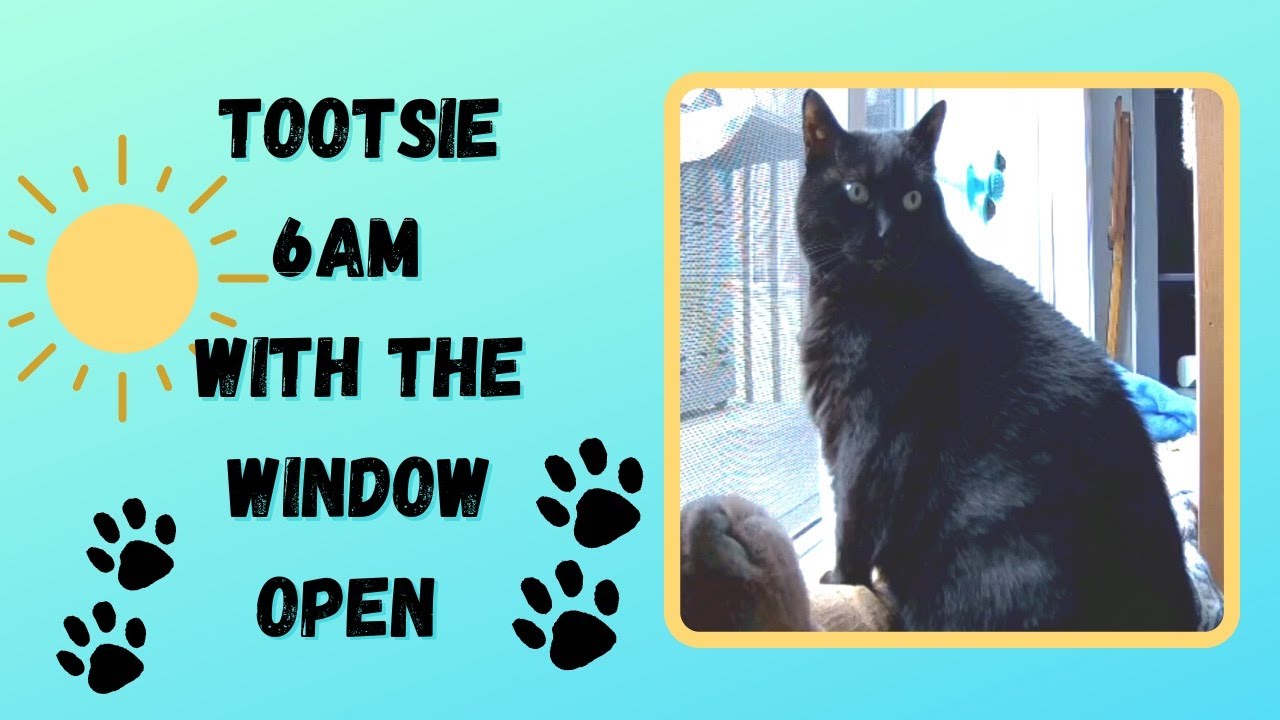 693) Tootsie 6AM with the Window Open - YouTube