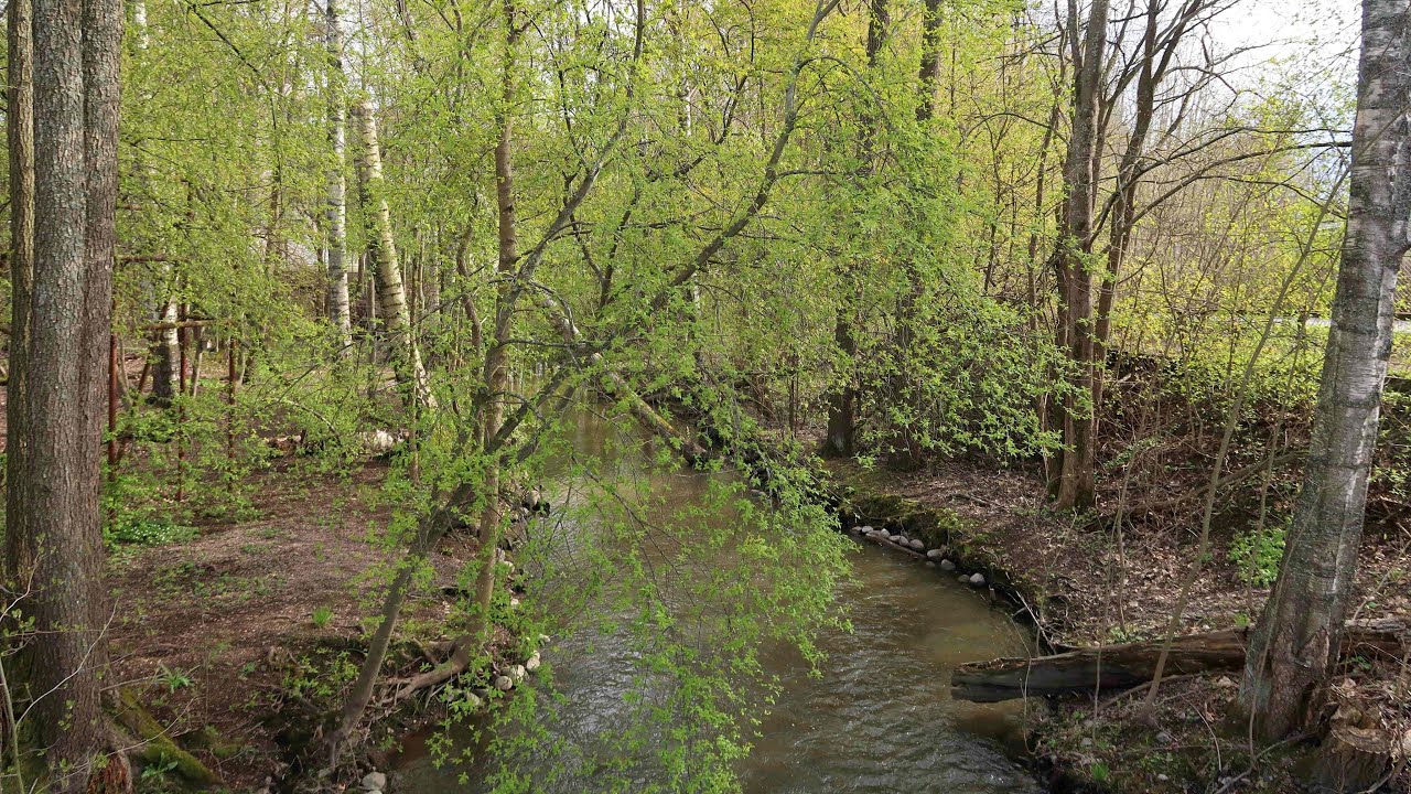 How spring came to a small creek: see what happens in four weeks - YouTube