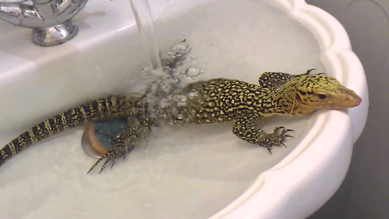 Varanus Melinus (male) - YouTube