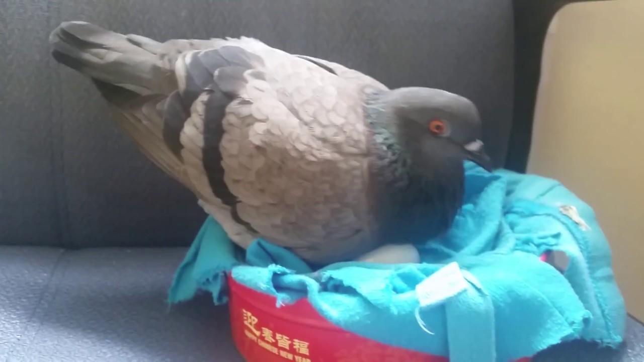 Female Pigeon Egg Laying - YouTube