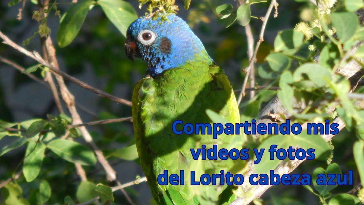 Lorito cabeza azul (Pionus menstruus) - YouTube