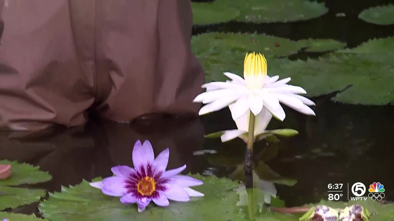 Watch a water lily get pollinated by humans - YouTube