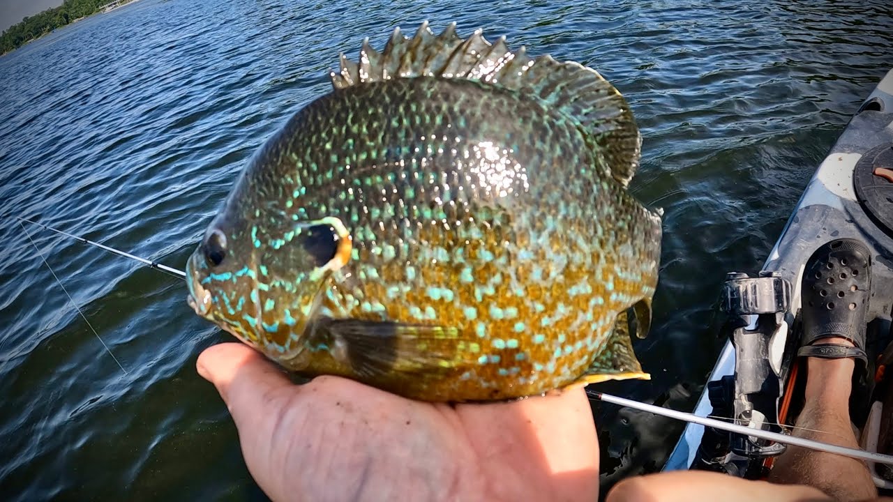 Fat 4th of July Panfish (Minnesota Kayak Fishing) - YouTube