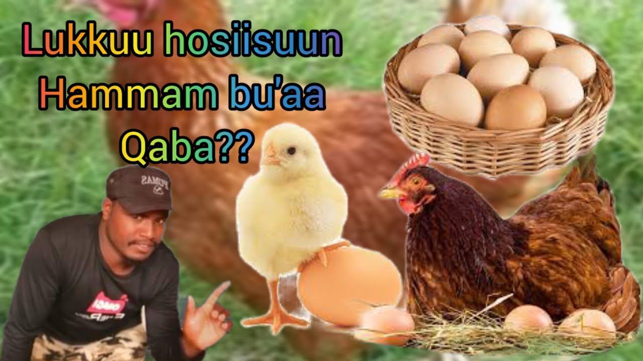 (18) lukkuu hosiisuun Hammam bu'aa Qaba waan jedhu hubachuuf video ...