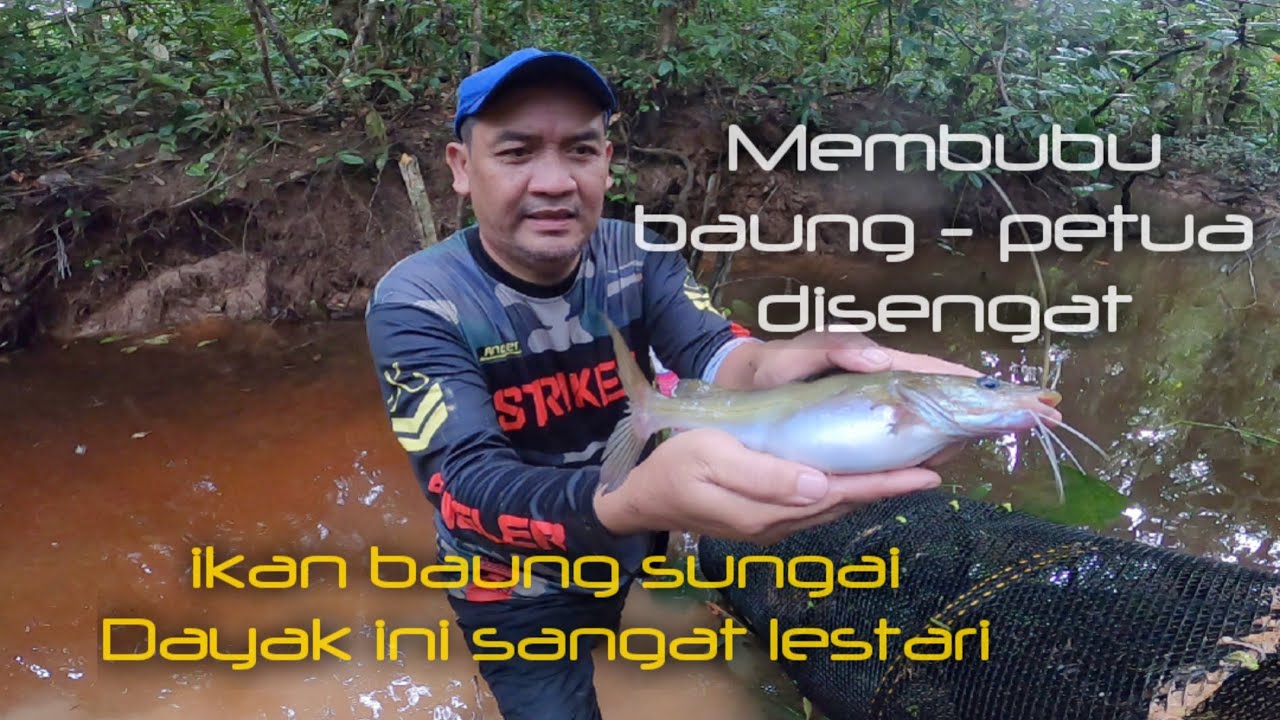 Bubu baung sungai hutan Dayak. Ikan baung di sungai ini sangat lestari ...