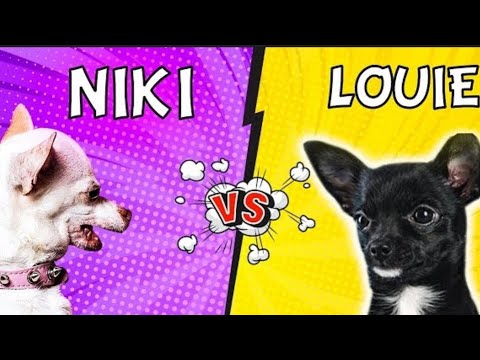 Louis ozeri/Louie ozeri/mreviatar black dog/special louis chihuahua ...