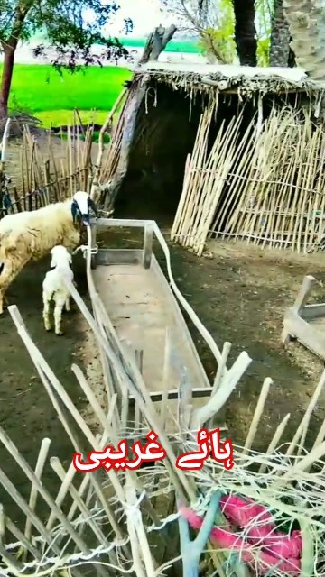 Seraiki culture rural environment #villagelife #sariki - YouTube