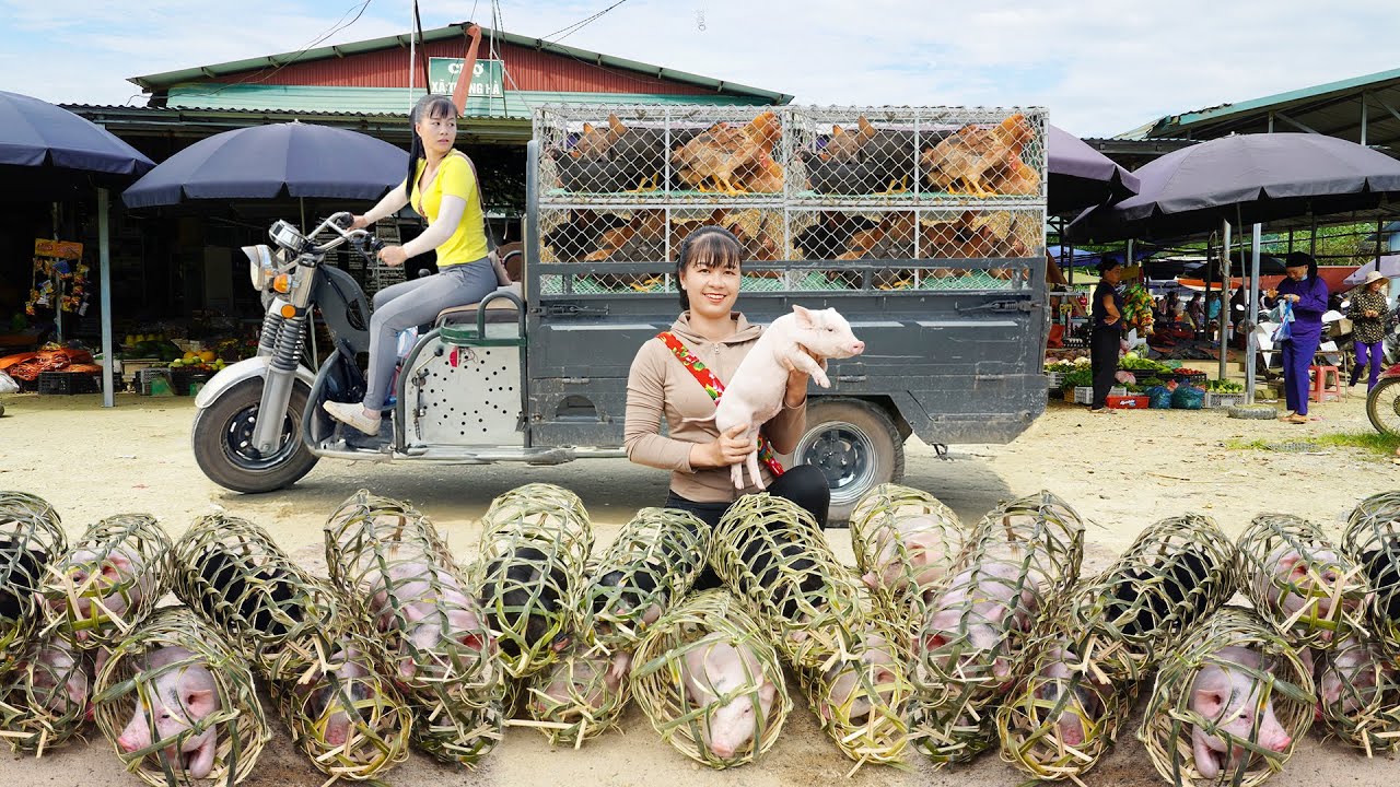 Harvesting 1000+ Pigs And Chicken Go To Market Sell - Use 3-Wheeled ...