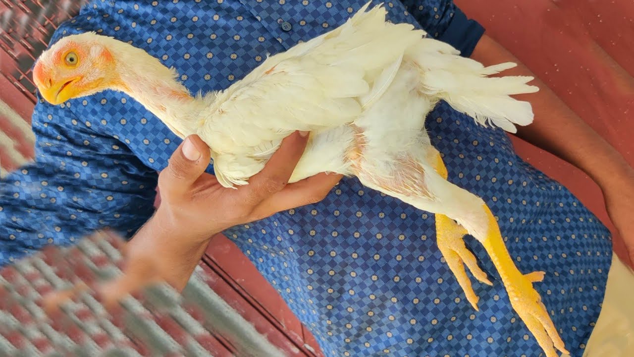 parrot beak aseel long haight chicks new | aseel and animal pets lovers ...